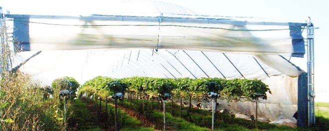 Aspbury Planning | Case studies | Spanish Polytunnels
